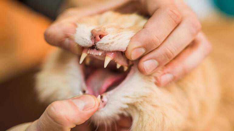 Do Cats Lose Teeth? A Comprehensive Guide to Cat Dental Care